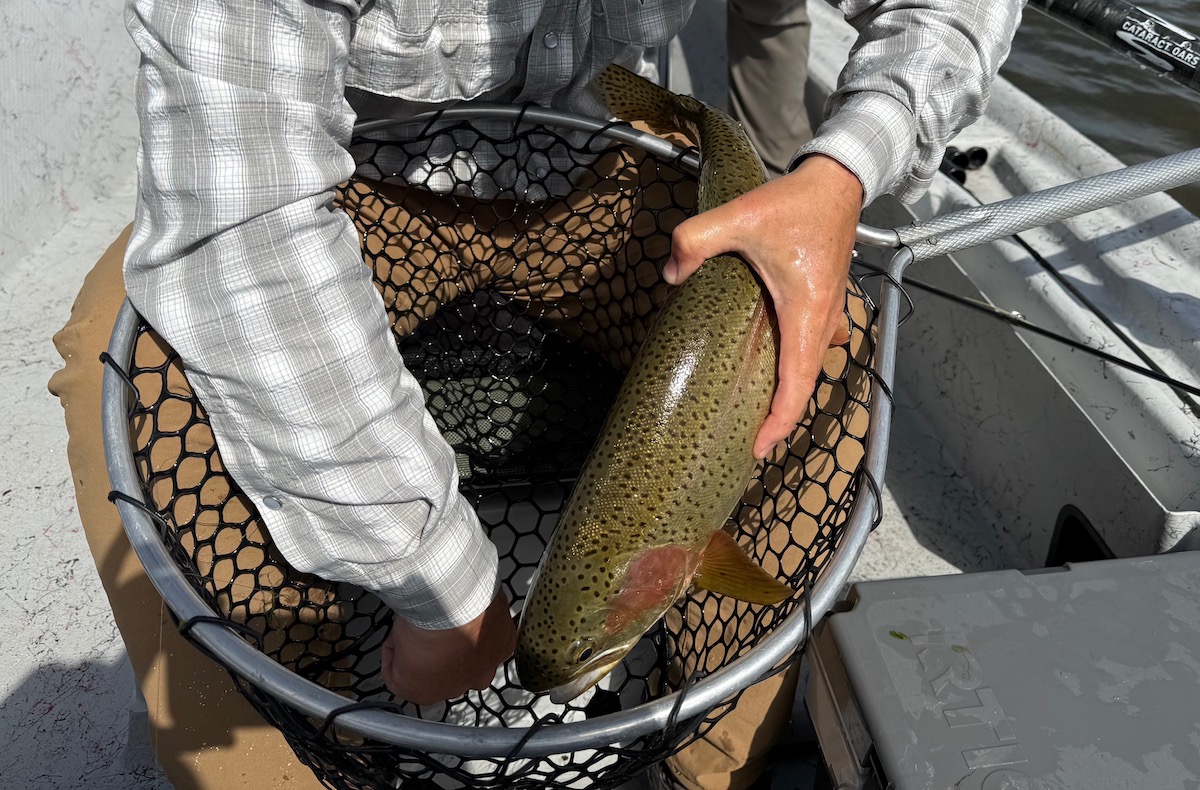 On the North Platte, where anglers maim 1 in 4 trout, Wyoming goes ...