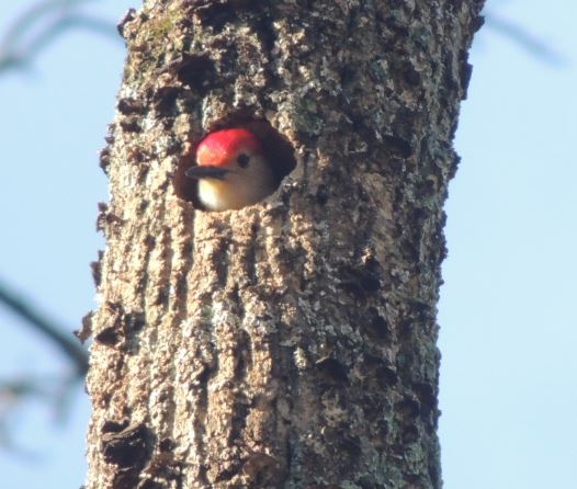 Making a Kentucky campus a better home for woodpeckers, one box at a ...