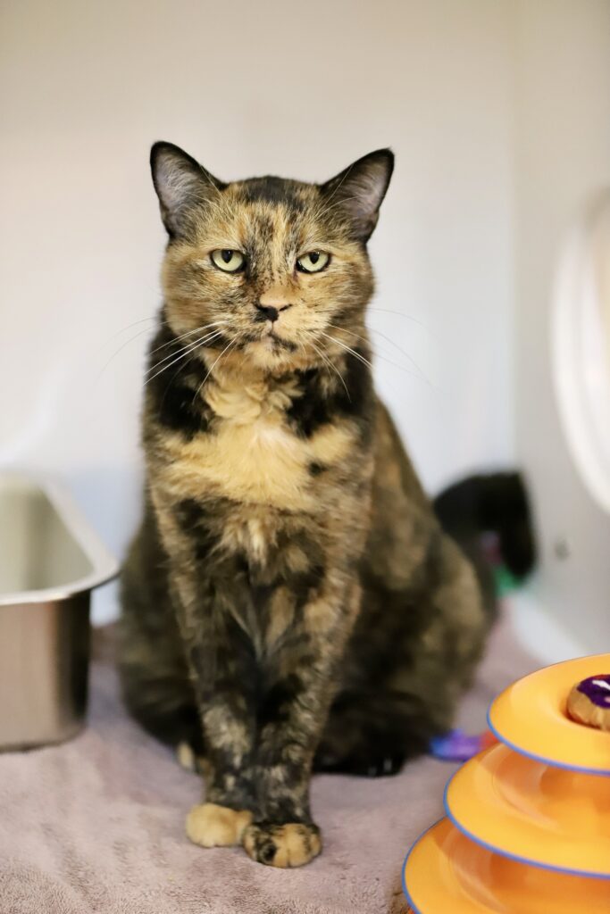 Packed Maui Animal Shelter Makes Desperate Plea For Help | News From ...