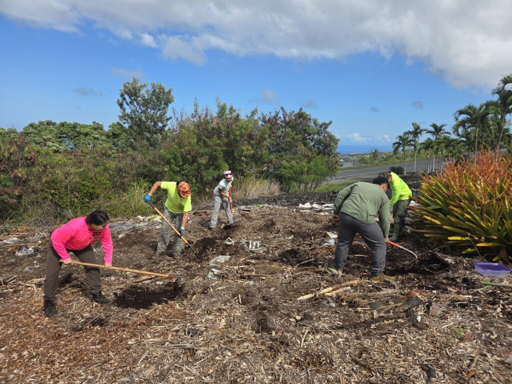As Palm-Killing Beetles Spread On Big Island, State Action Is Slow ...