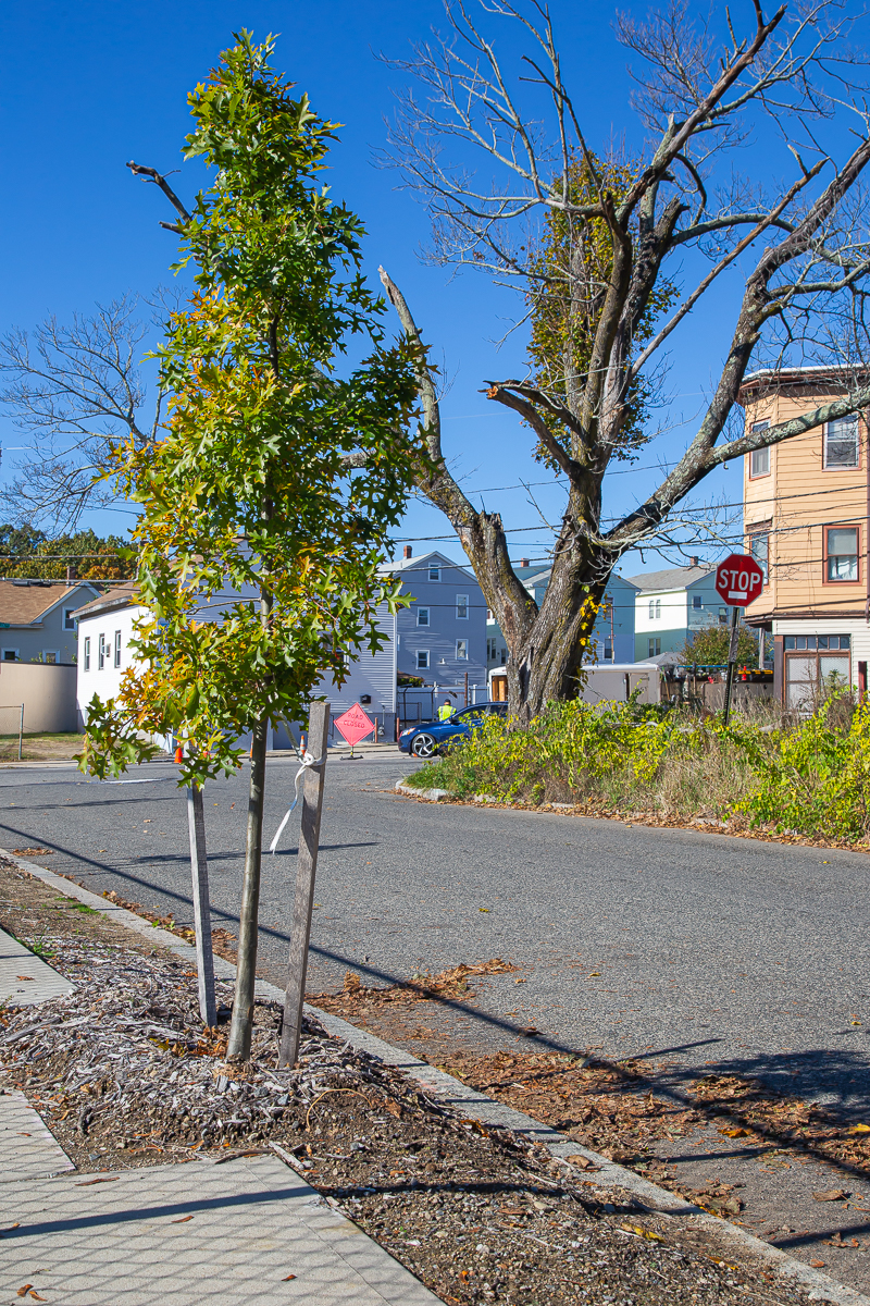 How to stop flooding in the city of Providence? Plant 30,000 trees ...