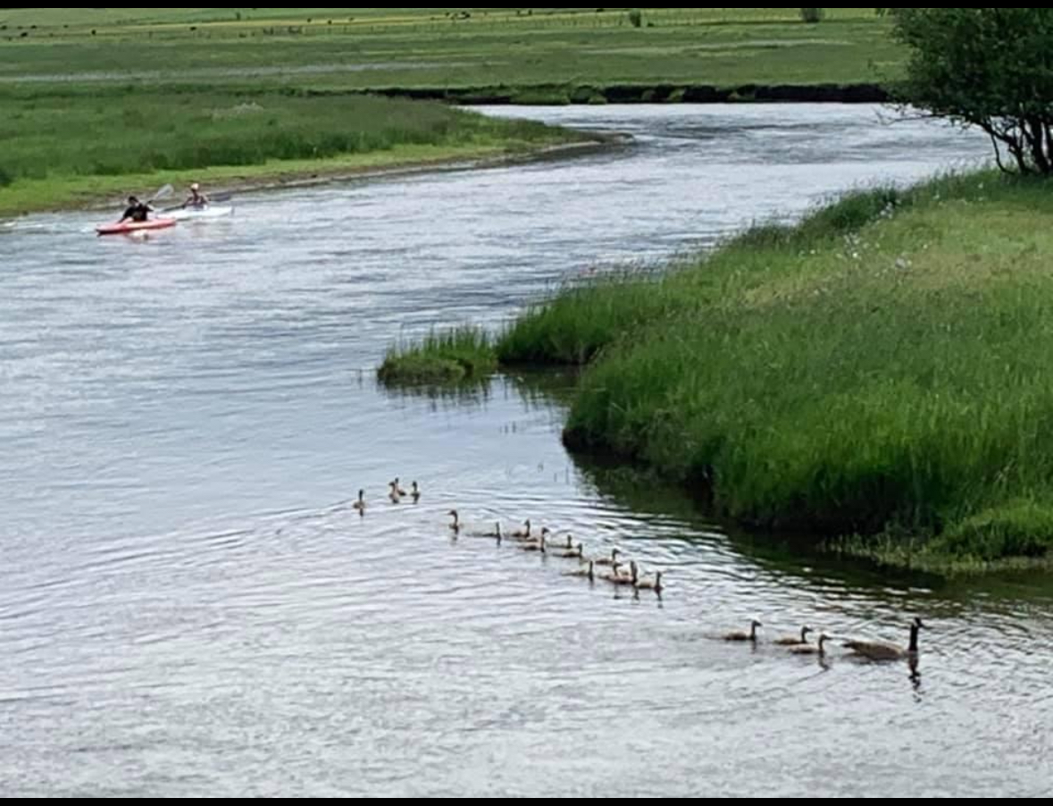 Landowners, Adams district, Nez Perce Tribe restore 1.25 miles of the ...