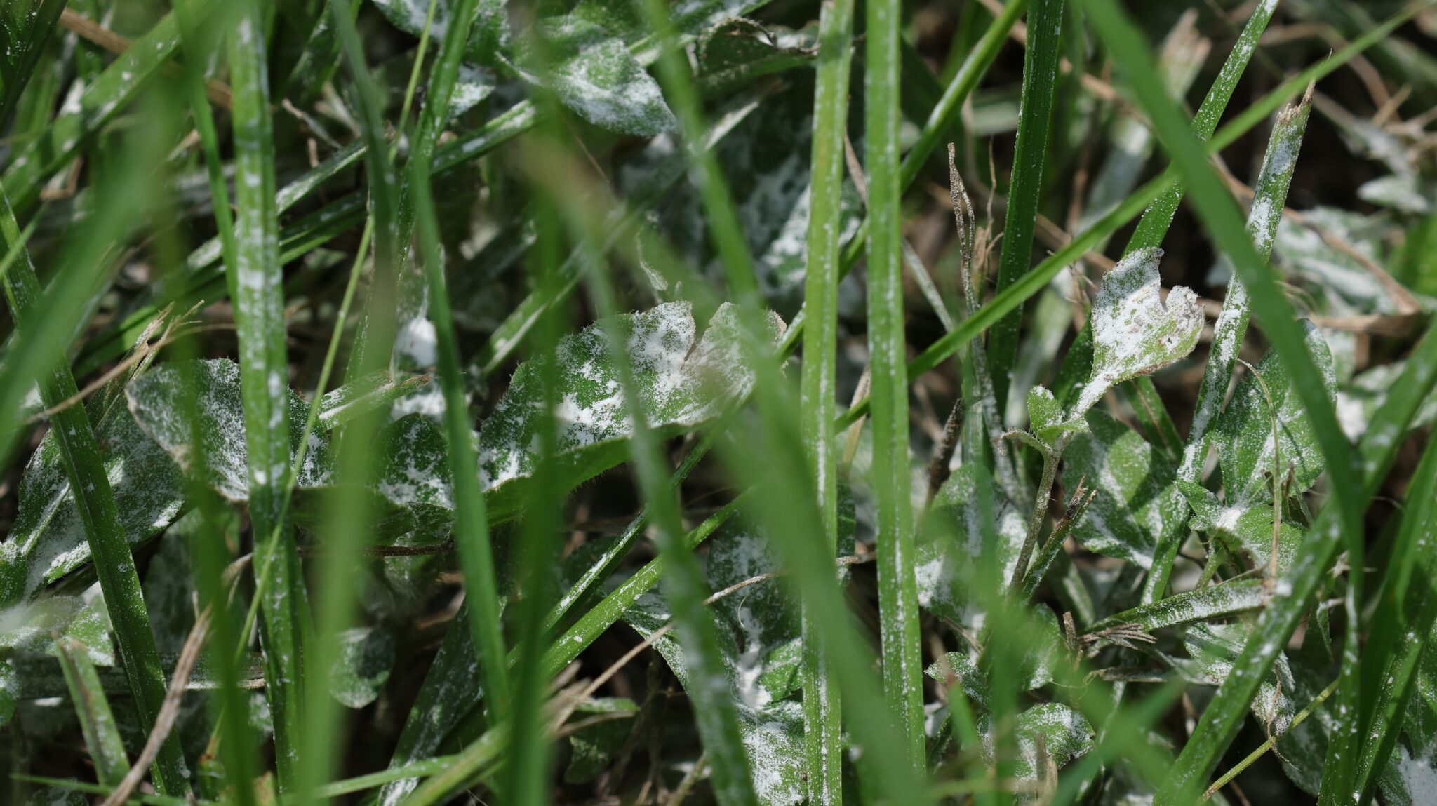 Public reported problems at Atalco refinery long before inspectors ...