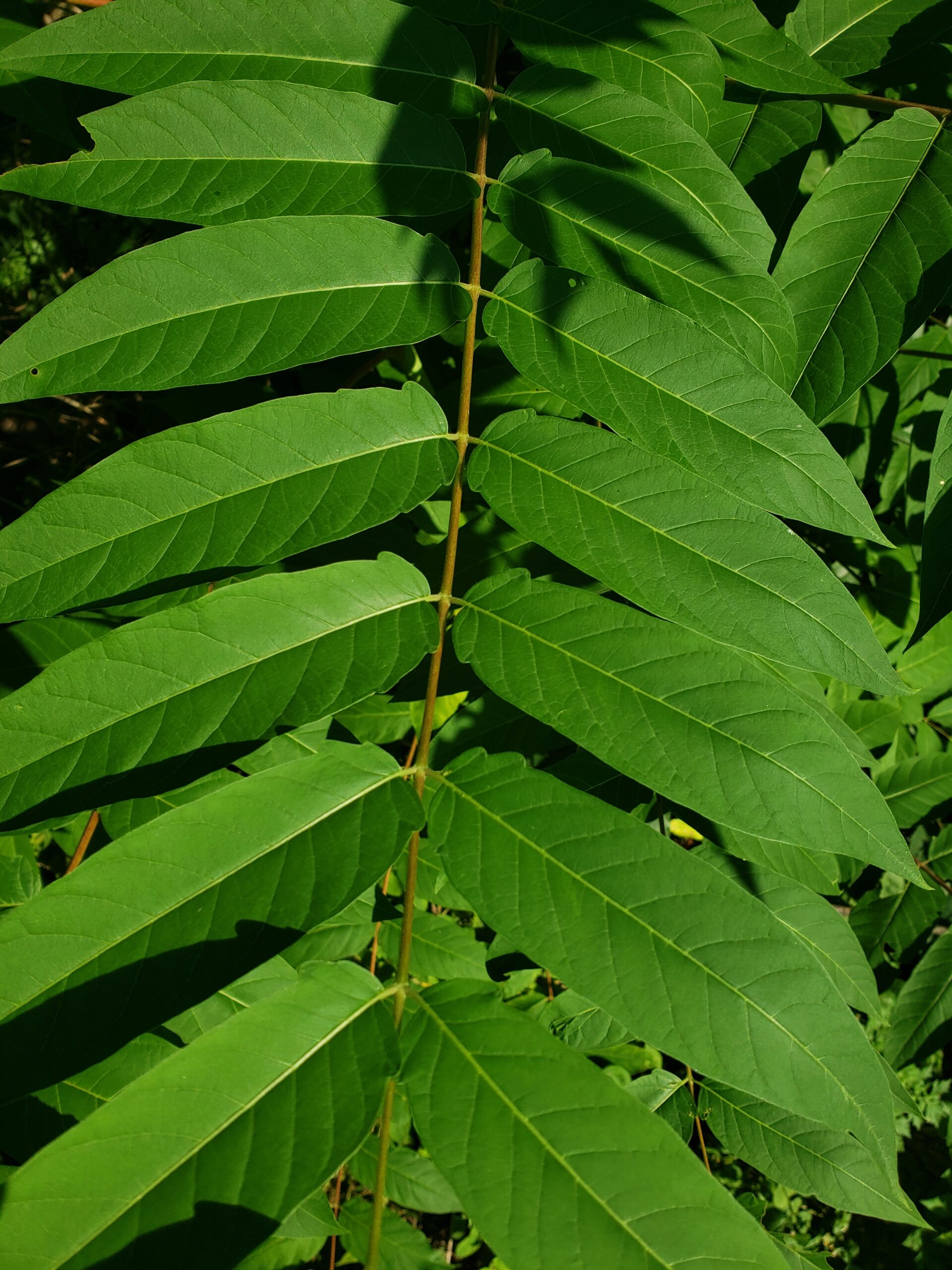 ‘Squash on sight:’ Virginia battles invasive spotted lanternflies ...