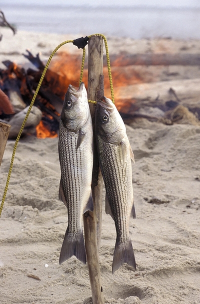 More catch restrictions due in 2026 to help struggling striped bass ...