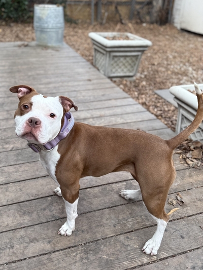 ‘Biscuit’s Bill’ fails in Utah Senate. Shelter animal advocates say ...