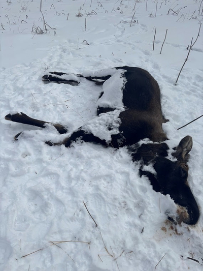 FWP still seeking information on moose killed near Bozeman | News From ...