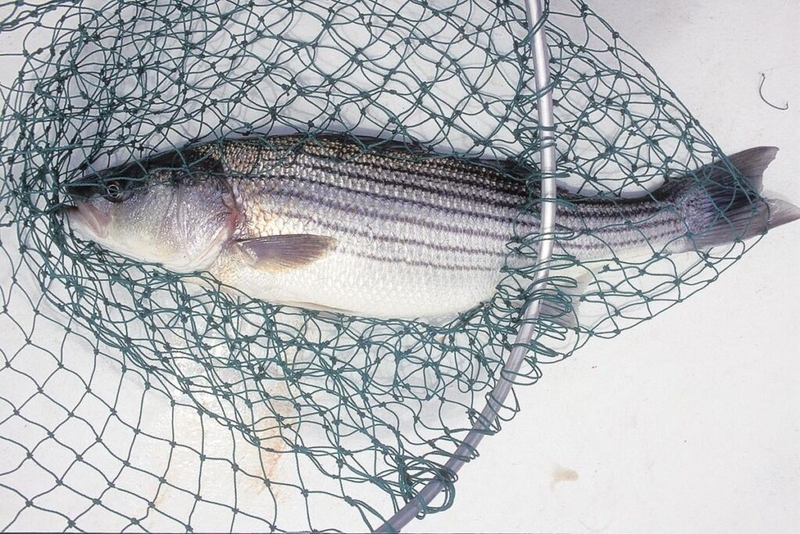 Fisheries commission again holds fire on striped bass limits | News ...