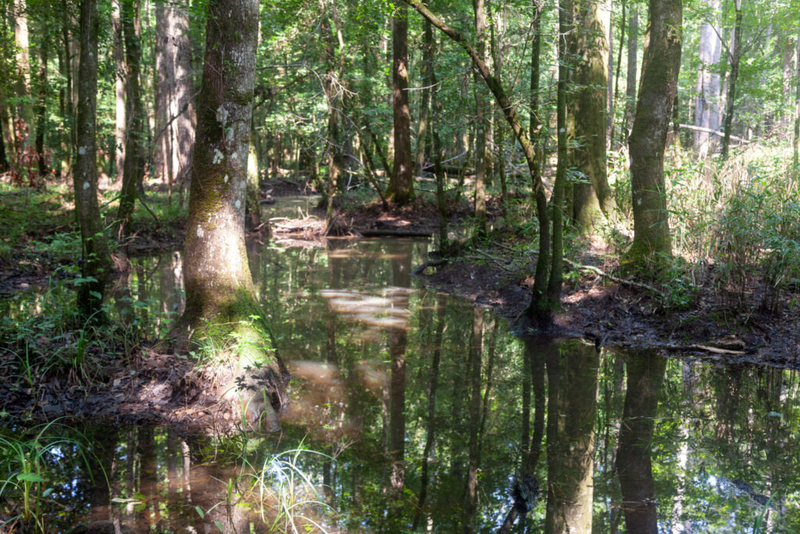 NC Environmental Management Commission votes to update ‘wetlands ...