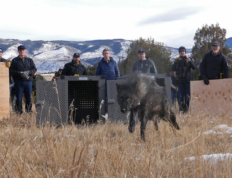 After millions in taxpayer money spent on anti-wolf lobbying, lawmaker ...