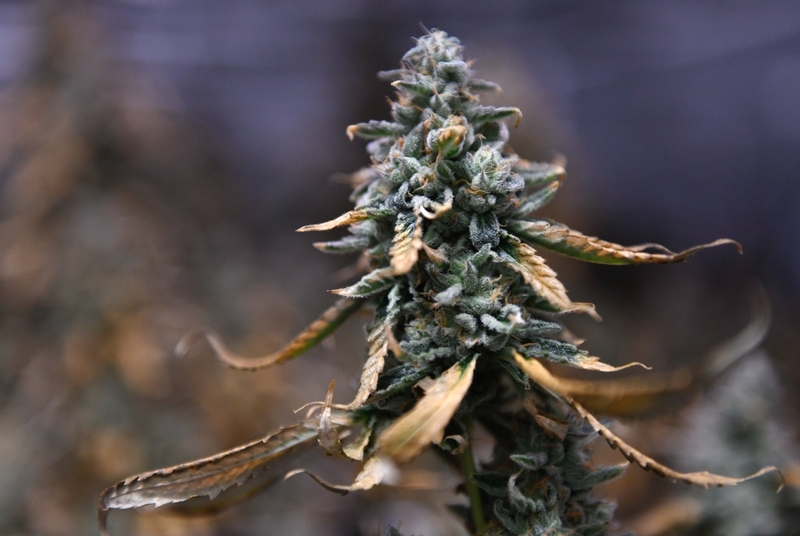 Texas reined in recreational THC for more medical marijuana this ...