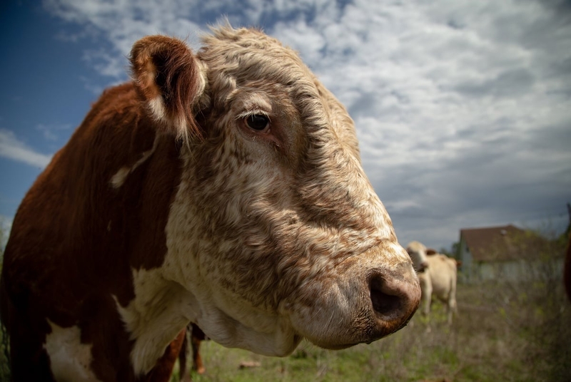 Only one restaurant in Texas sells lab-grown meat. Lawmakers banned it ...