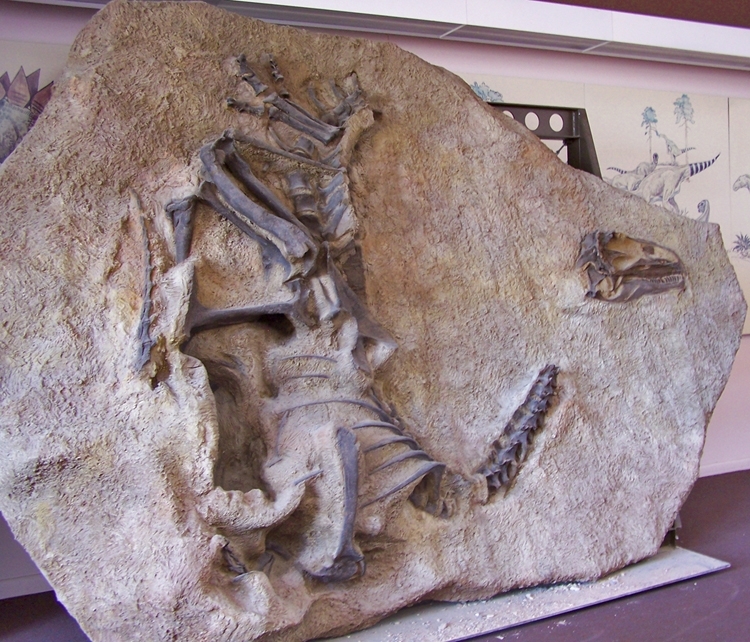 New thoughts about the impact of old bones in the rural West | News ...