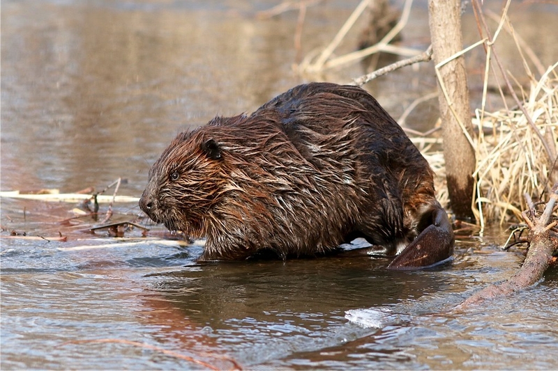 Are beavers always the answer? Not everywhere. | News From The States