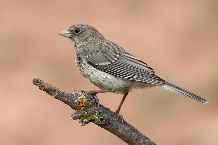 Juncos: The birds we’re killing just by being ourselves | News From The ...