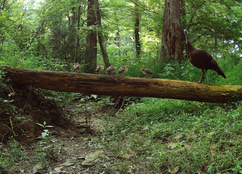 Help biologists monitor, conserve Kentucky’s wild turkey population by ...