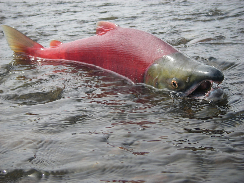 State biologists forecast a strong but not exceptional 2026 Bristol Bay ...