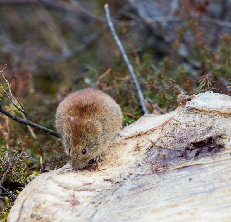 First fatal case of Alaskapox, a newly identified viral disease, claims ...