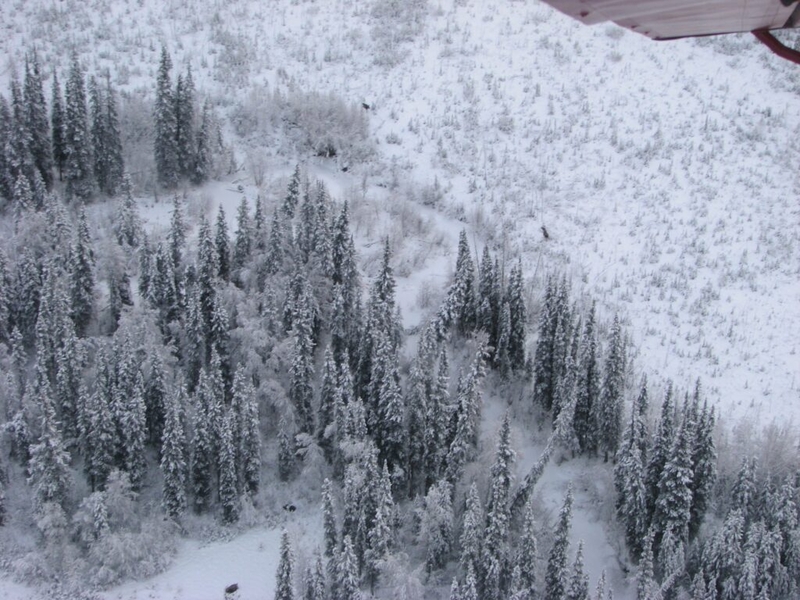 Less-reliable fall snow makes Alaska moose population surveys more ...