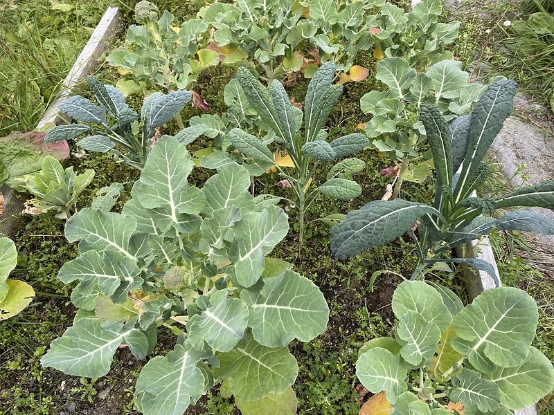 Alaska can increase its food security without an agriculture department ...
