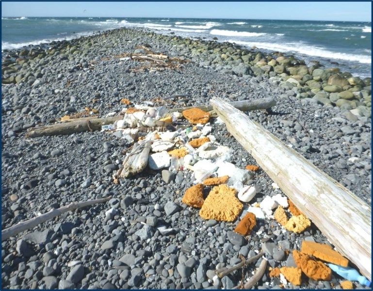 Single-use plastic elimination is a step towards environmental health ...