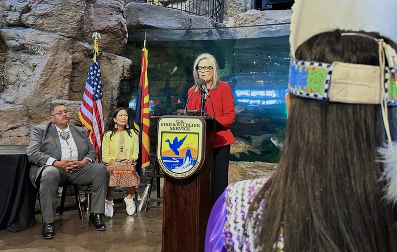 Apache trout no longer ‘threatened’ thanks to work of tribe, partners ...