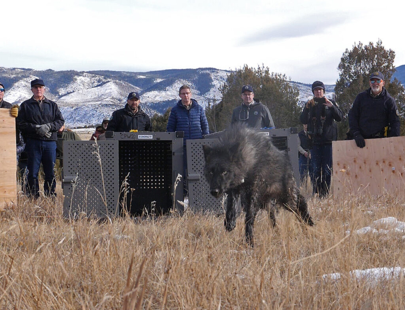 Colorado wolf advocates launch $50,000 anti-poaching reward | News From ...