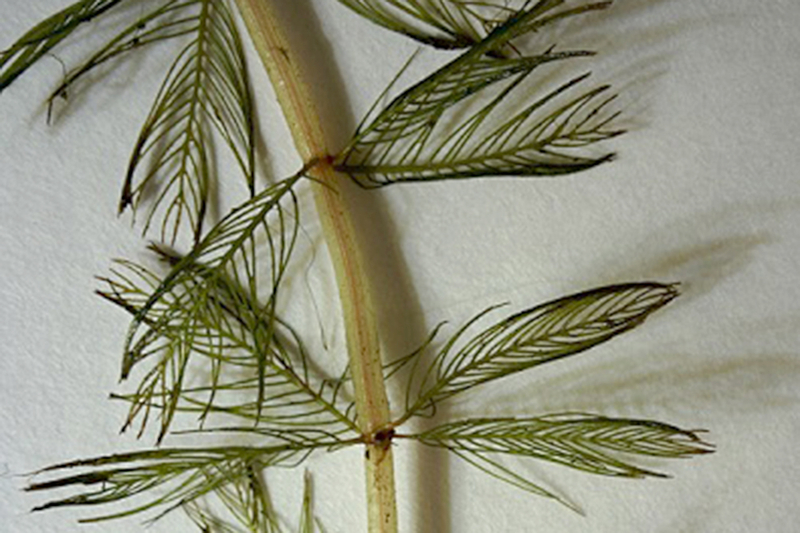 Invasive plant species found at popular southeast Iowa lake | News From ...