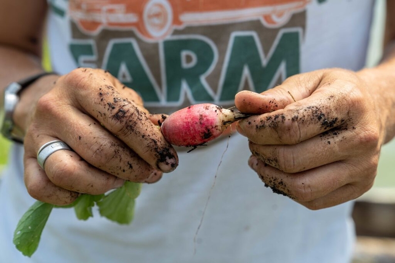 USDA to invest up to $18 million in farm to school grants | News From ...