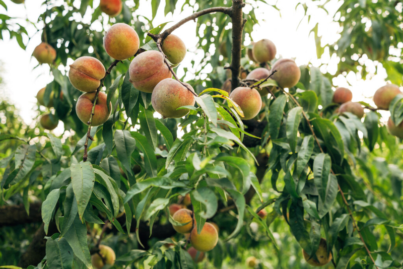 Practical Farmers to hold field days on water quality and Midwest peach ...