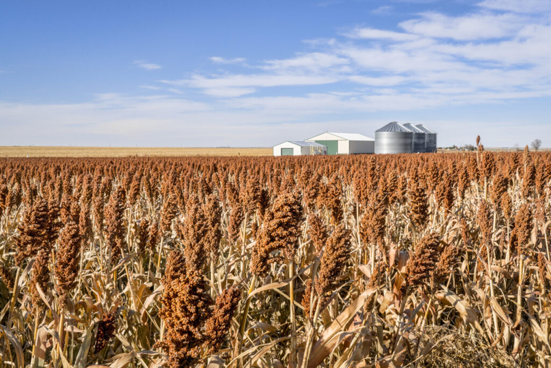 Kansas milo crop ‘tremendous’ — but low prices, disappearing markets ...