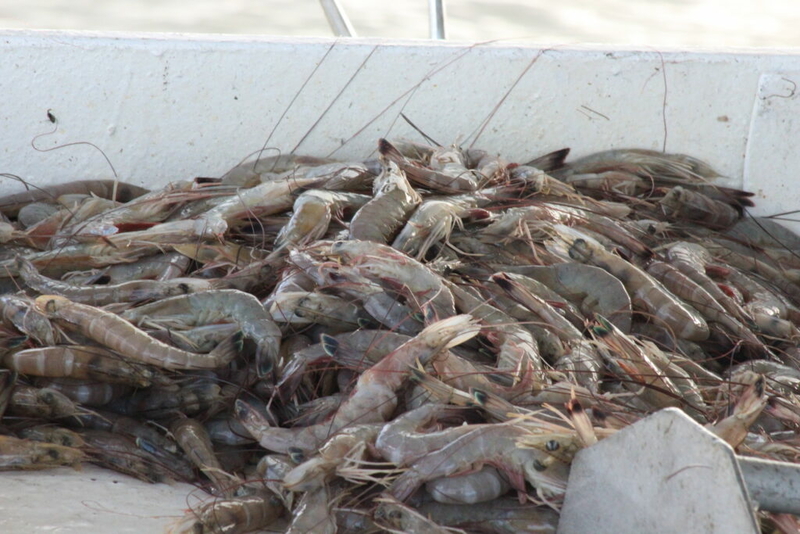 Stricter labeling standards for imported seafood move forward | News ...