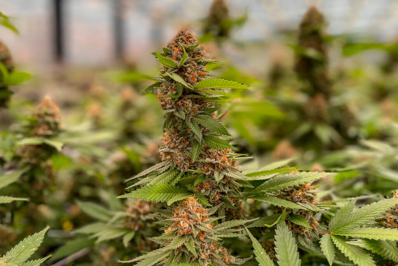 New rules take aim at ‘predatory’ contracts in Missouri cannabis ...