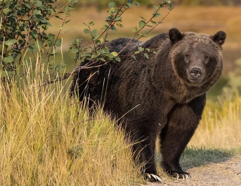 Grizzly bear euthanized after cattle depredations in the upper ...