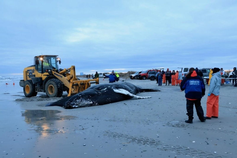 Wind project may ‘adversely affect,’ but not likely to ‘jeopardize ...