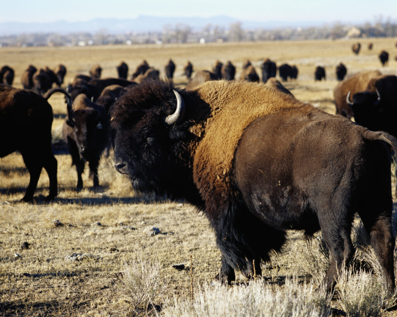New Mexico U.S. Sen. Heinrich reintroduces act to strengthen tribal ...