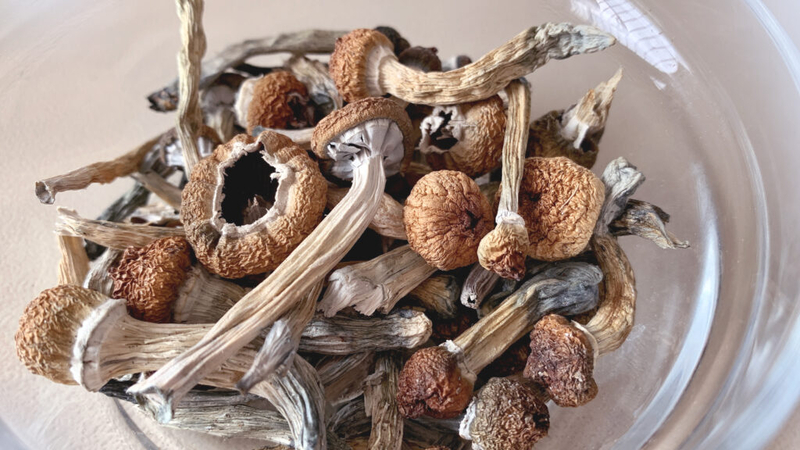 New Mexico health officials aim to kick off medical psilocybin program ...