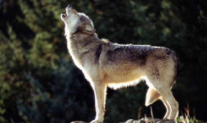 Northwest ecosystems changed dramatically when wolves were nearly ...