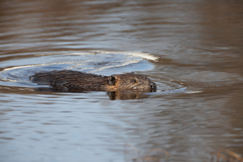 Beaver bill moving through Oregon legislature is aimed at improving ...