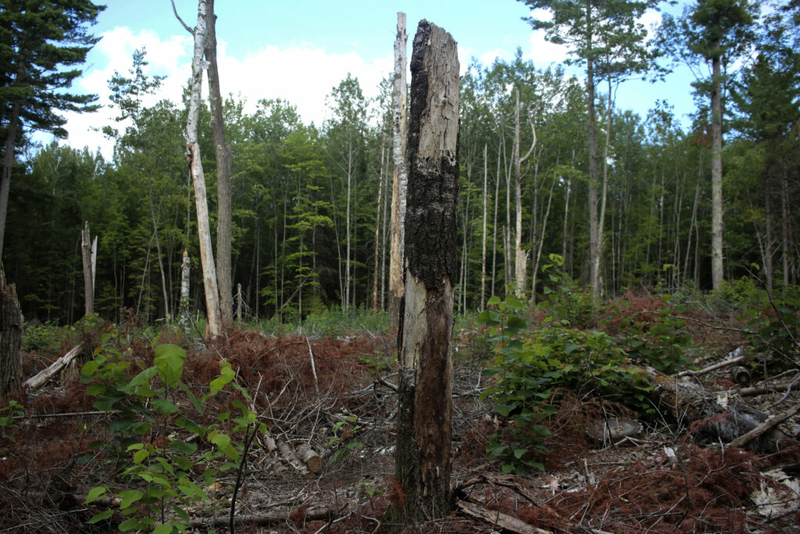 Conservation groups seek to halt Trump-approved logging project in ...