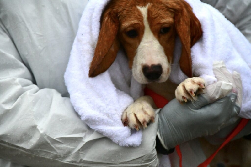 1,500 Ridglan beagles purchased by animal welfare groups as activist ...