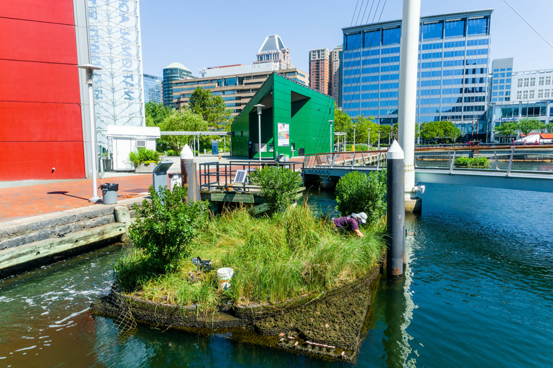 Floating Wetlands Planned for Inner Harbor to Revive Urban Ecosystems ...