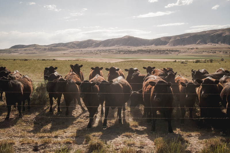 Photographer’s report: What I saw at the Hansel Valley data center site ...