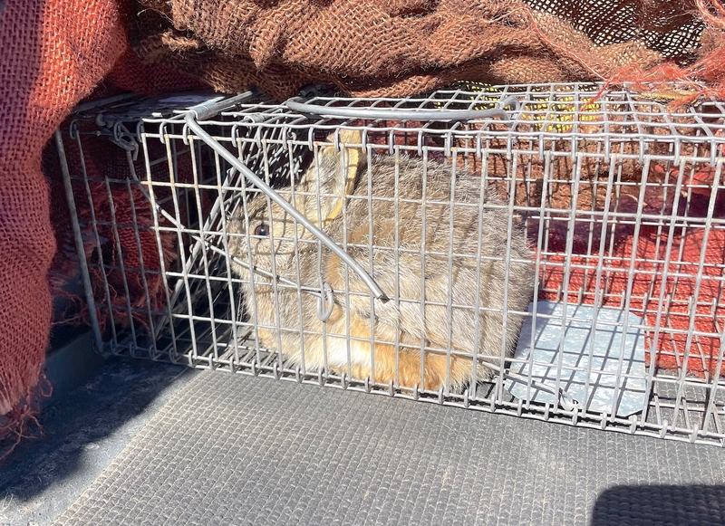 Endangered Species Act protections for pygmy rabbits? Groups sue Trump ...