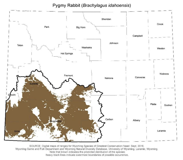 Endangered Species Act protections for pygmy rabbits? Groups sue Trump ...