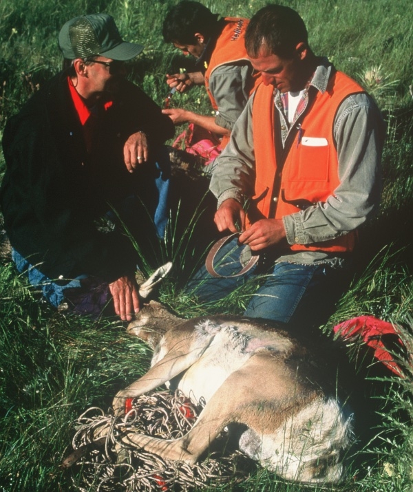 Gordon pares back Wyoming’s first pronghorn migration, overriding Game ...