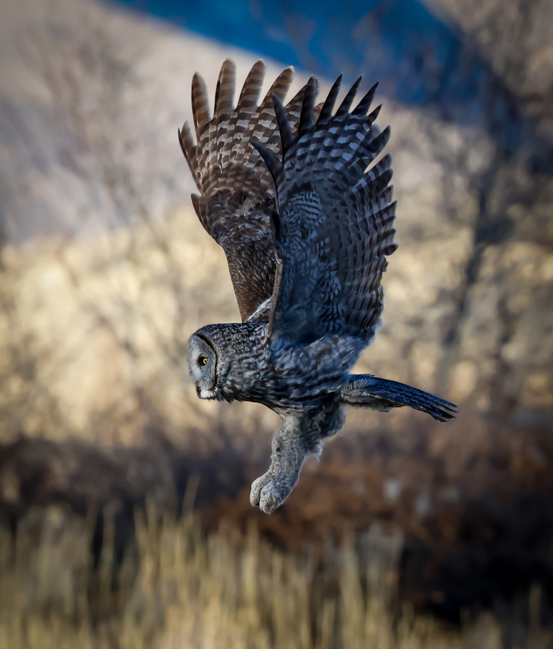 After great gray owl dies in vehicle collision, wildlife advocates push ...