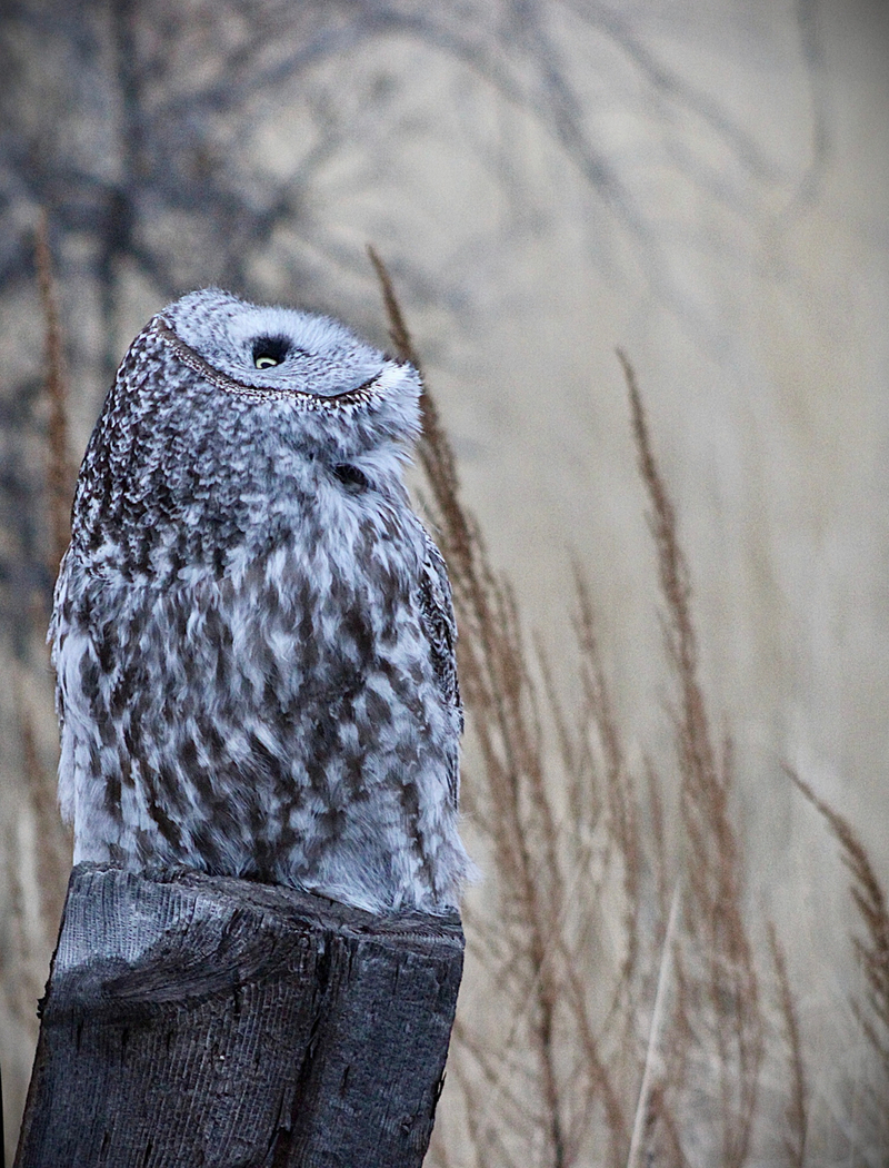 After great gray owl dies in vehicle collision, wildlife advocates push ...