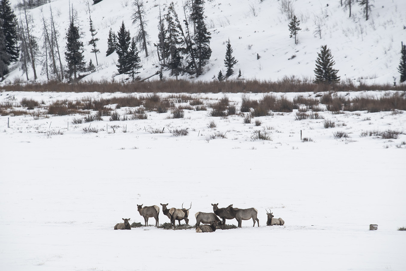 Wyoming unveils elk feedground ‘actions’ designed to slow CWD’s spread ...