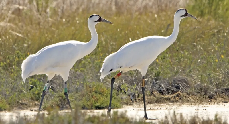 ‘Wildlife are in crisis’: Arkansas expert opines on proposed change to ...